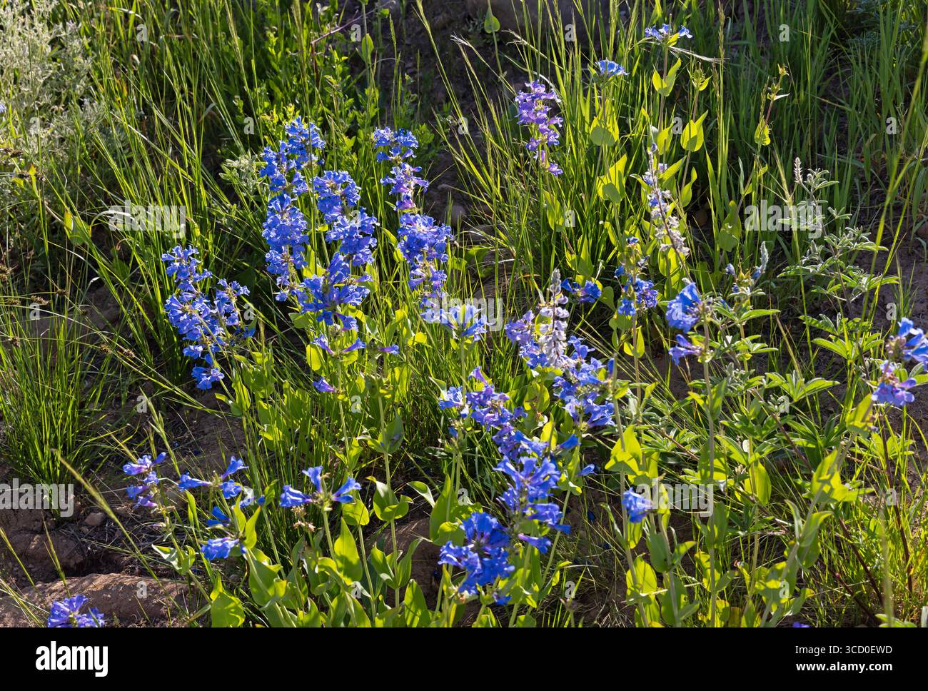 Monte cristo peak trail utah hi-res stock photography and images - Alamy
