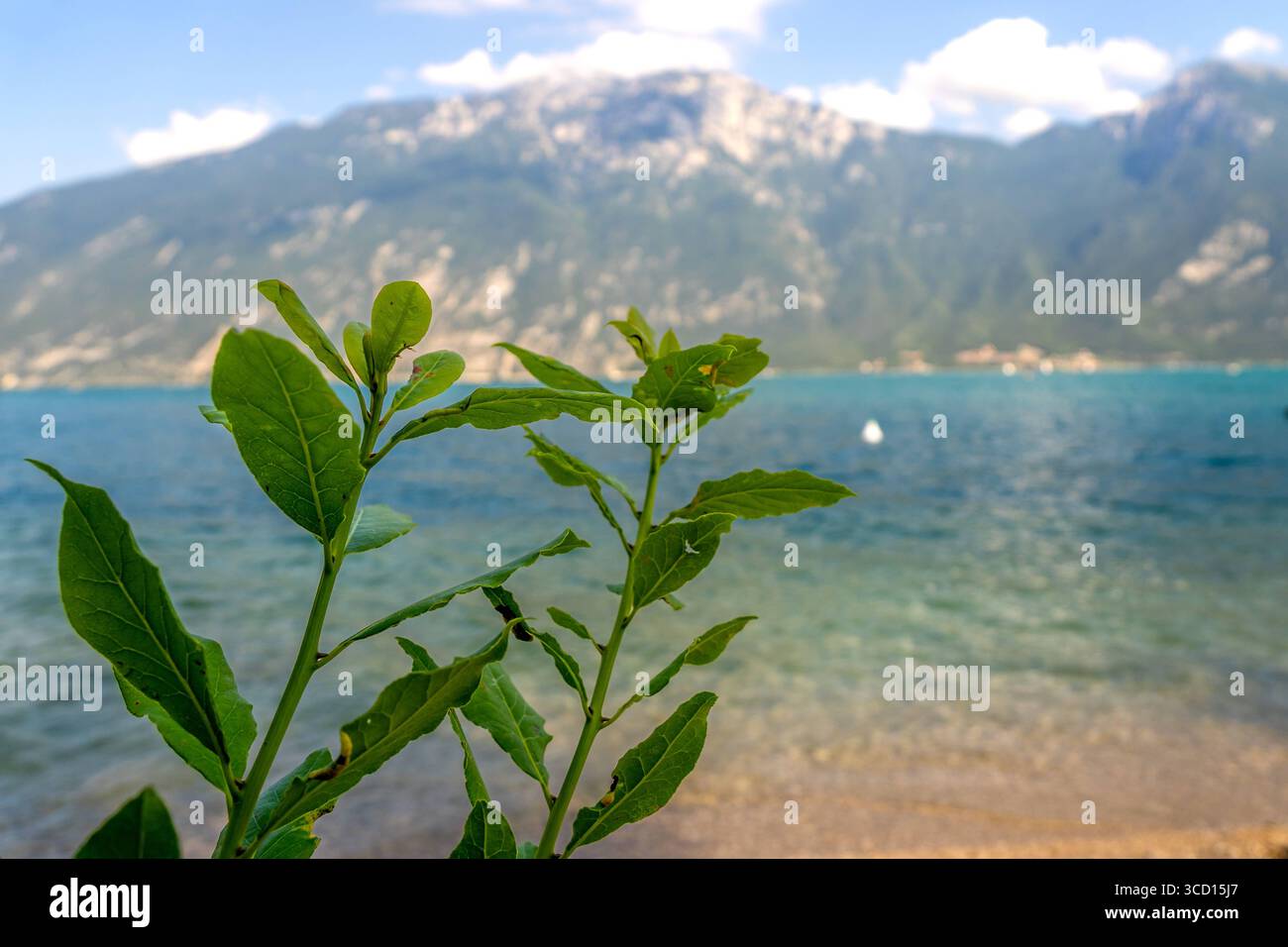 Limone, Lake Garda, Italy - August 7, 2025: Limone sul Garda - Fresh ...