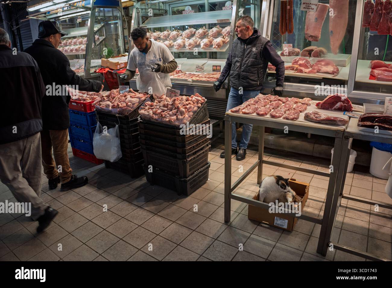 A cat in the meat market, Athens, Greece Stock Photo - Alamy