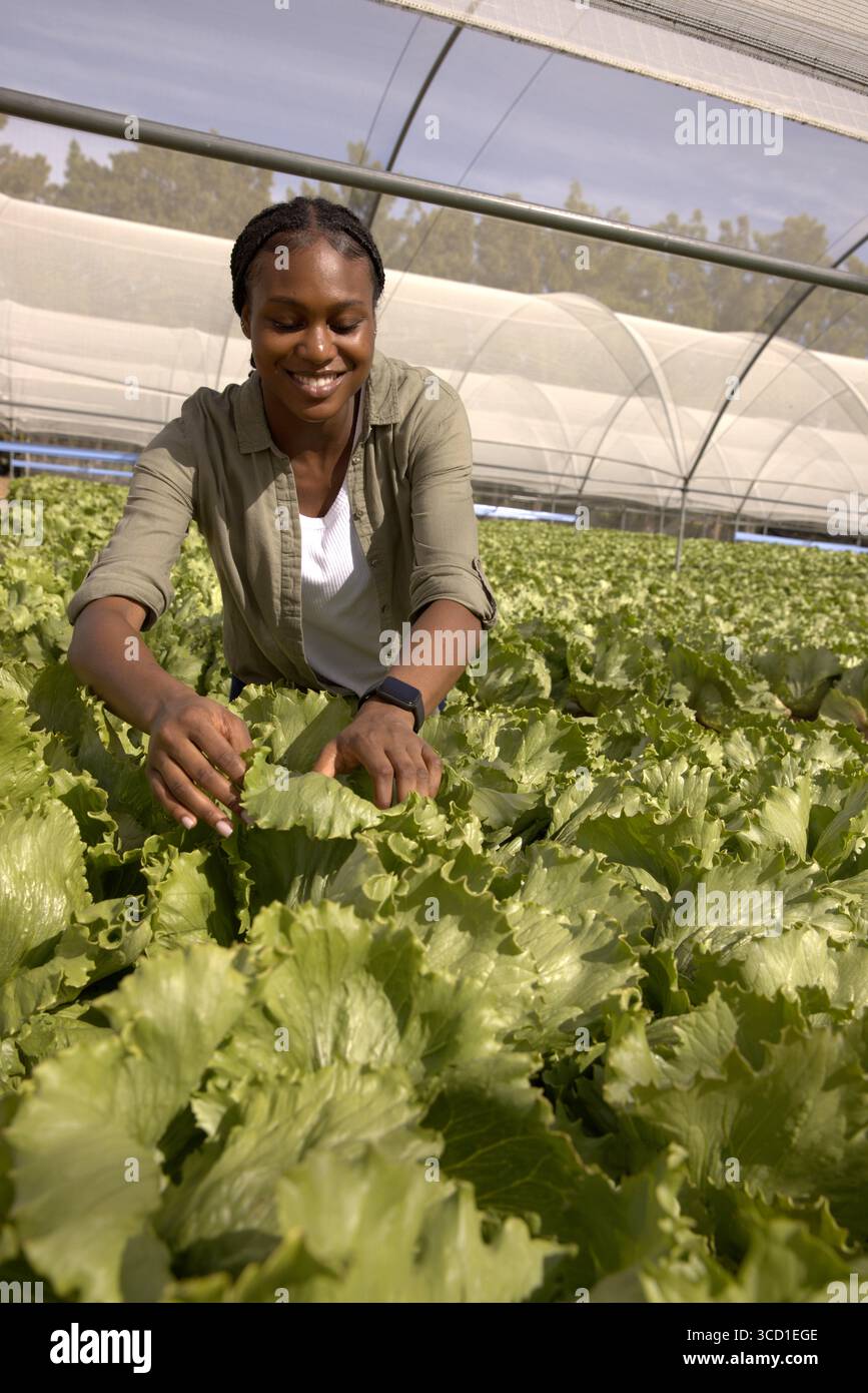 African American female farmer kneeling and harvesting lettuce inside ...