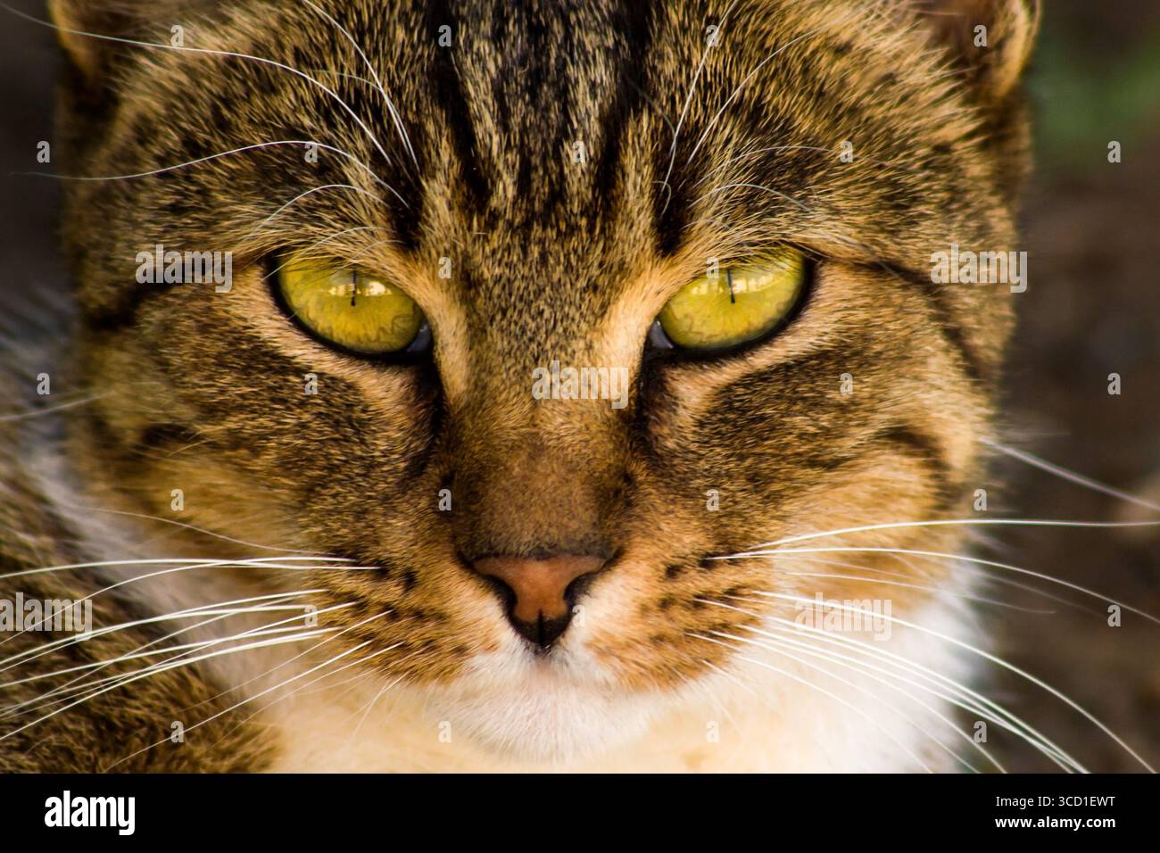 Close-up shot of stray tabby cat's eye Stock Photo - Alamy