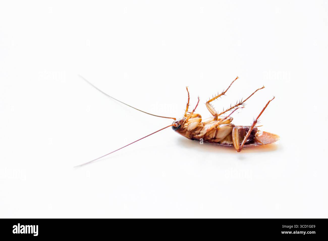 Close up on adult brown Cut Out Stock Images & Pictures - Alamy