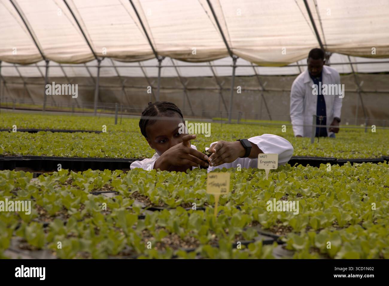 African American coworkers examining lettuce seedlings in research ...