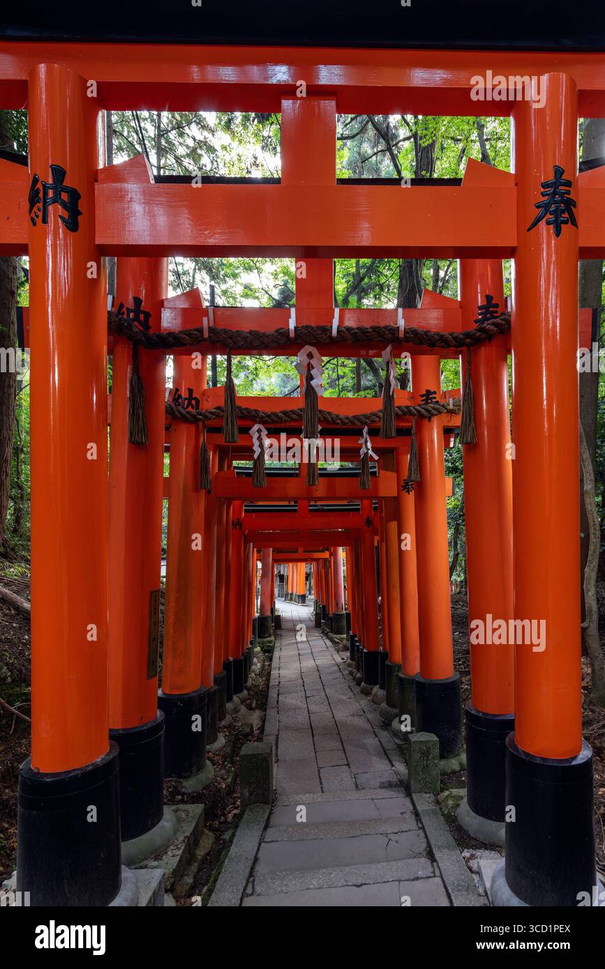 Aligned torii gates with ritual rope details in Fushimi Inari iconic ...