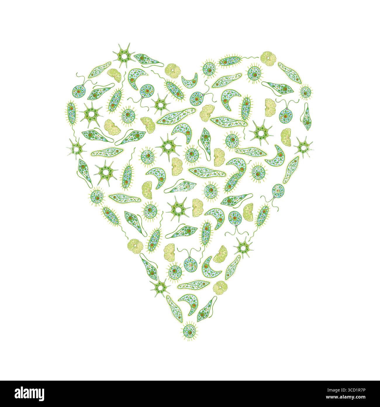 Heart made of green unicellular organisms, phytoplankton on white ...