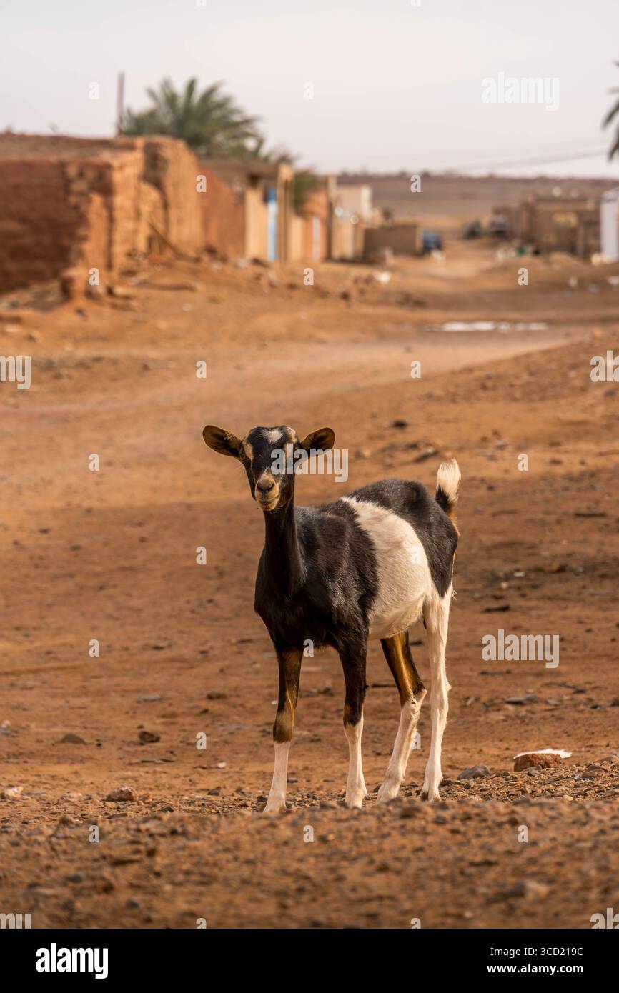 Goat walks through sandy street in Fderik, Mauritania; desert town with ...
