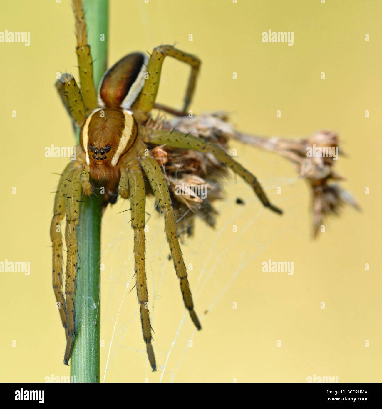 Raft Spider ( Dolomedes fimbriatus ) resting, hunting on a rush stem ...