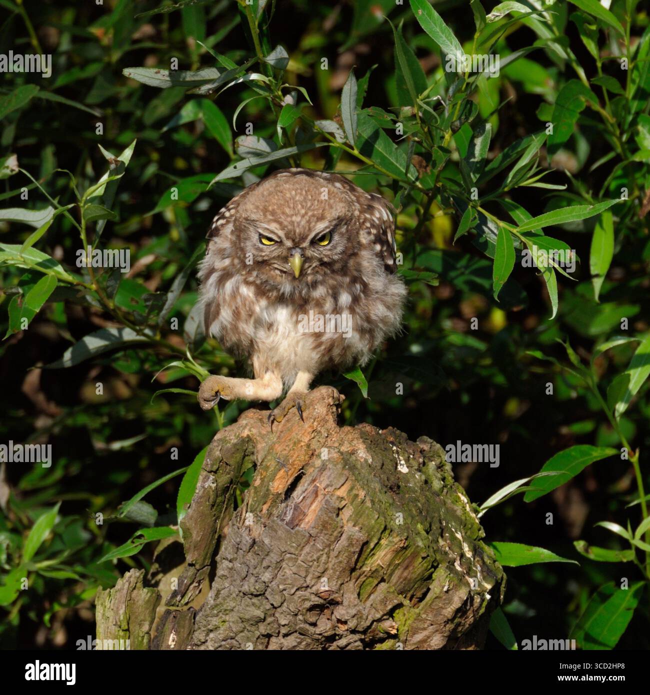 Little Owl / Minervas Owl ( Athene noctua ) perched on top of a willow ...