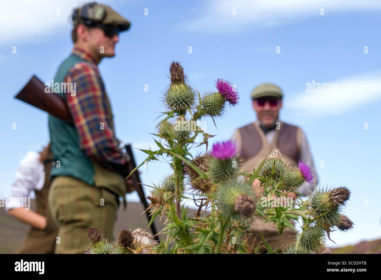 Thistles on the moors at the West Glenalmond Estate, in Glenalmond ...