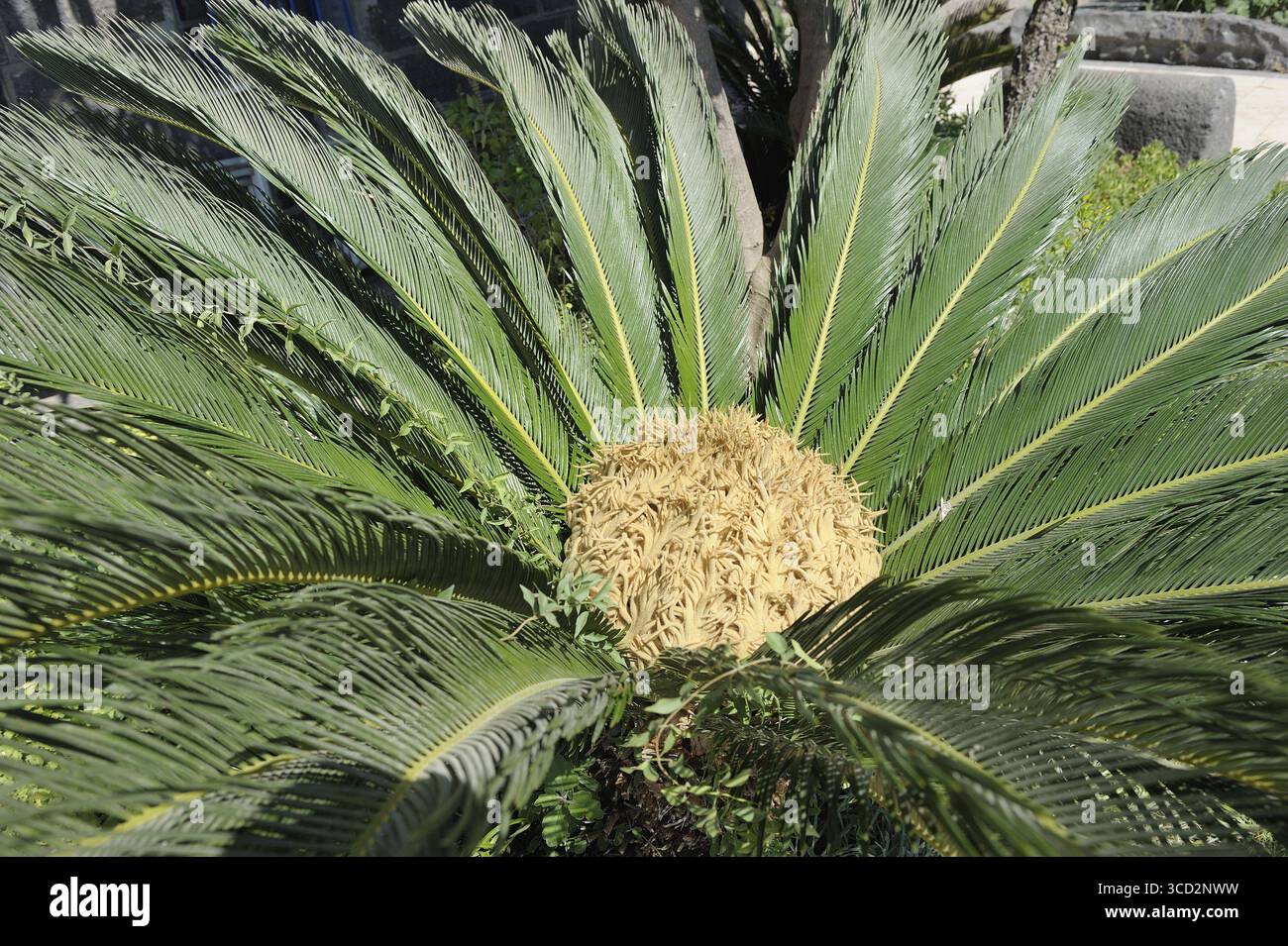 Cycas, tropical tree with pinnate leaves in Israel Stock Photo - Alamy