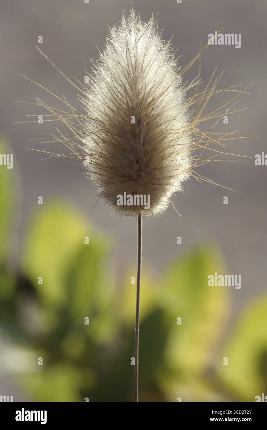Fluffy spikelets of grass on the sand in Israel Stock Photo - Alamy