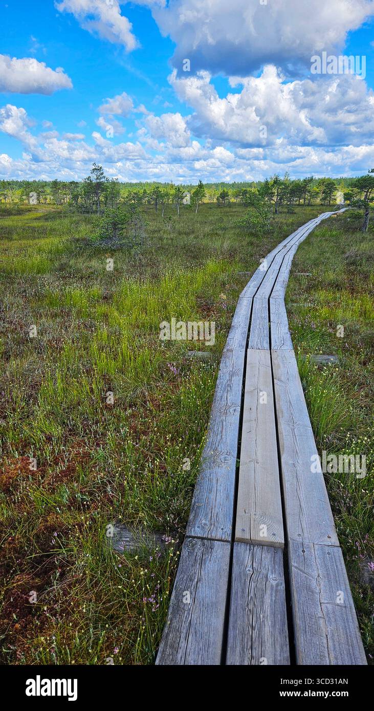 Swamp bog wetland boardwalk hi-res stock photography and images - Alamy