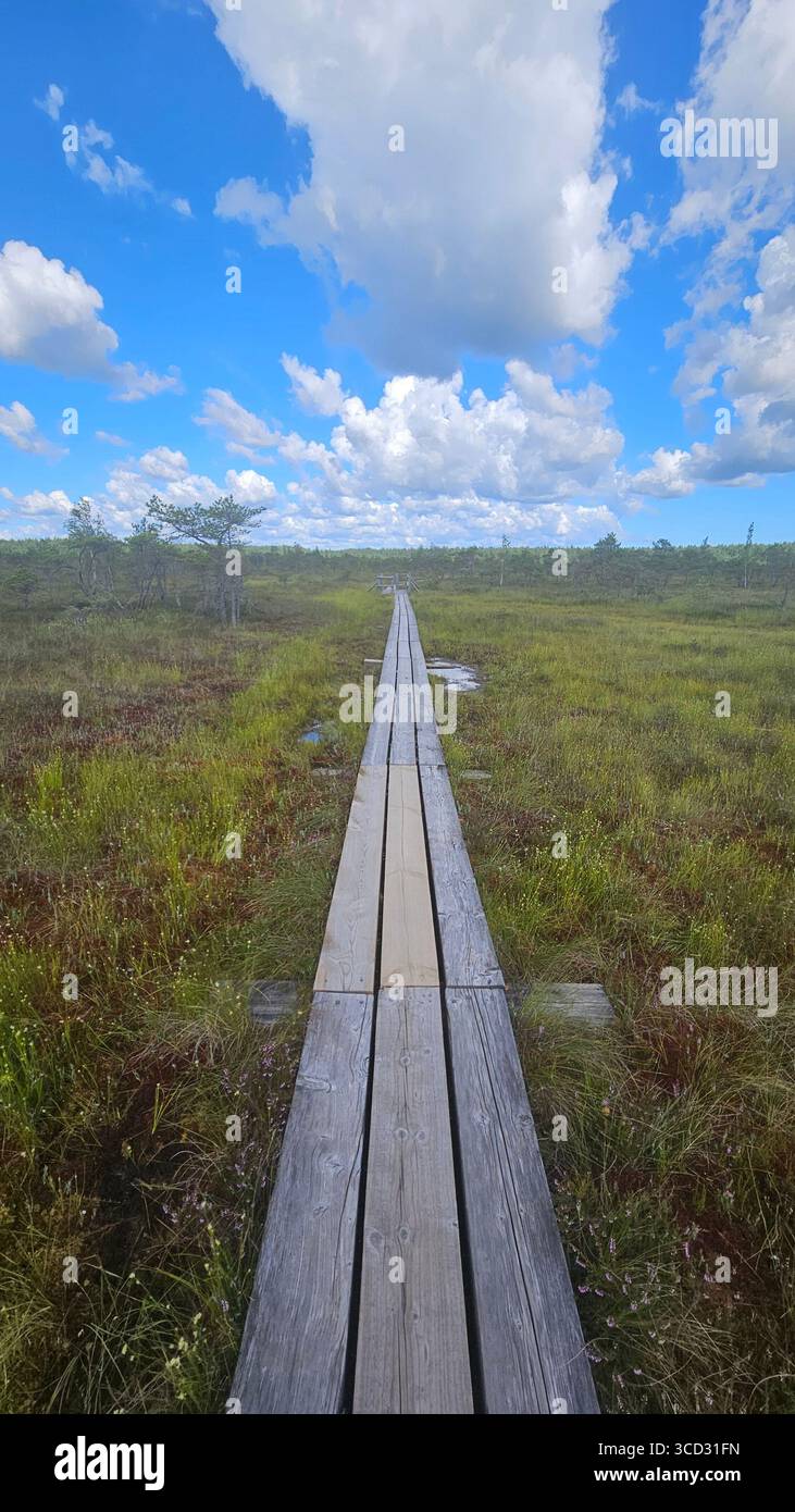 Swamp bog wetland boardwalk hi-res stock photography and images - Alamy