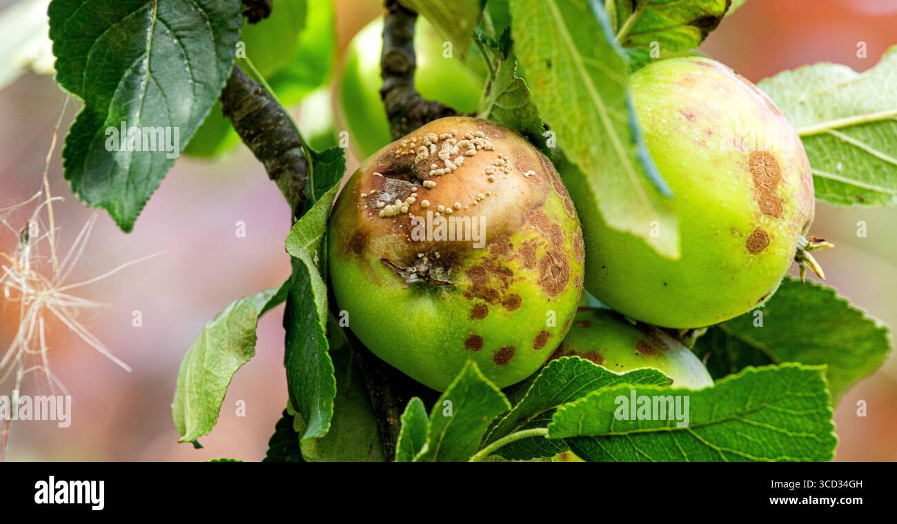 James greaves apple tree hi-res stock photography and images - Alamy