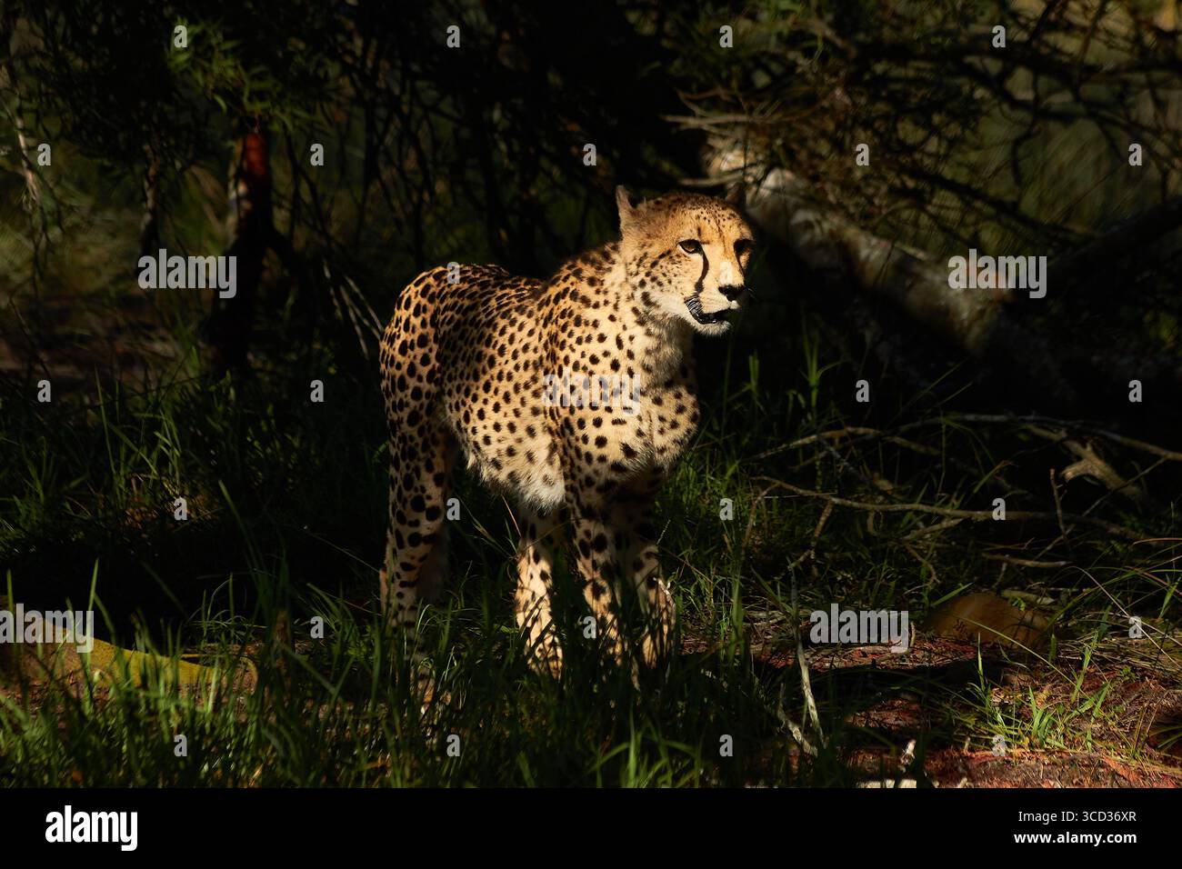Cheetah in Forested Habitat Under Natural Sunlight Stock Photo - Alamy