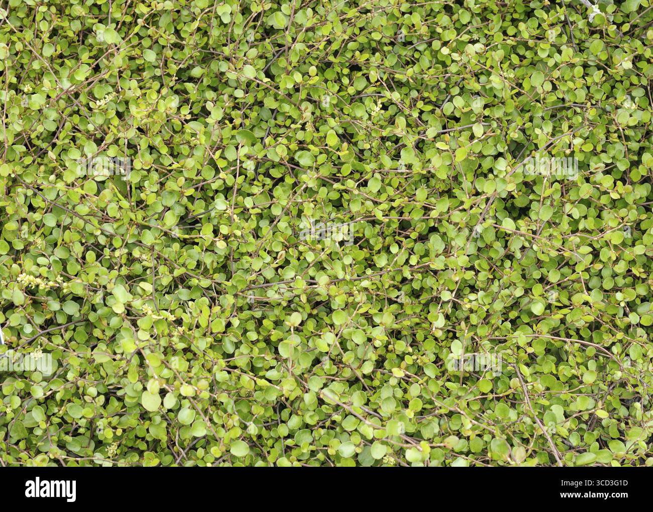 Low creeping plant forms hi-res stock photography and images - Alamy