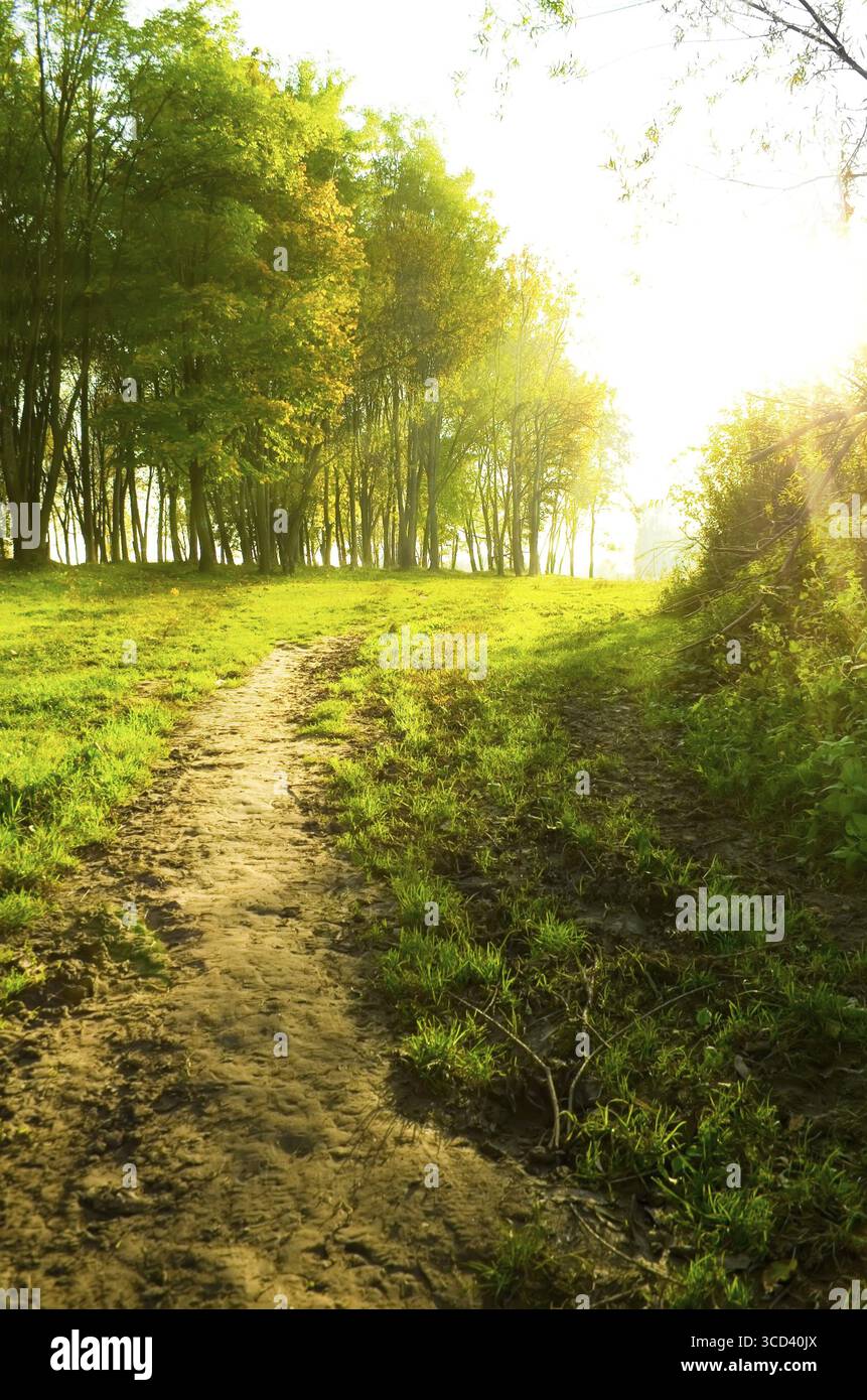 Sunset forest path with rays of light Stock Photo - Alamy