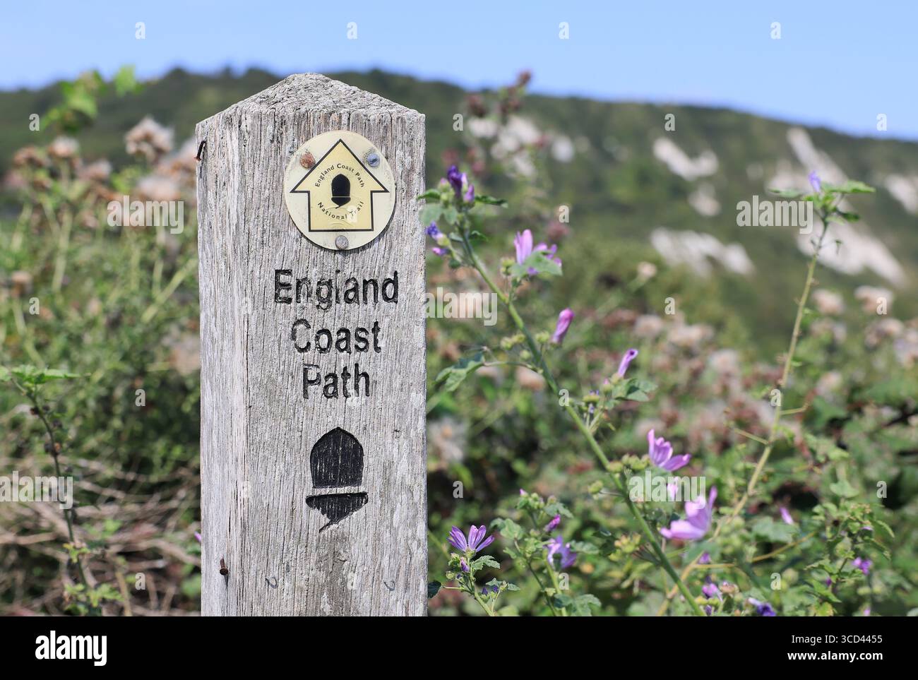 Signpost for England Coast Path with the acorn symbol, on the cliffs of ...