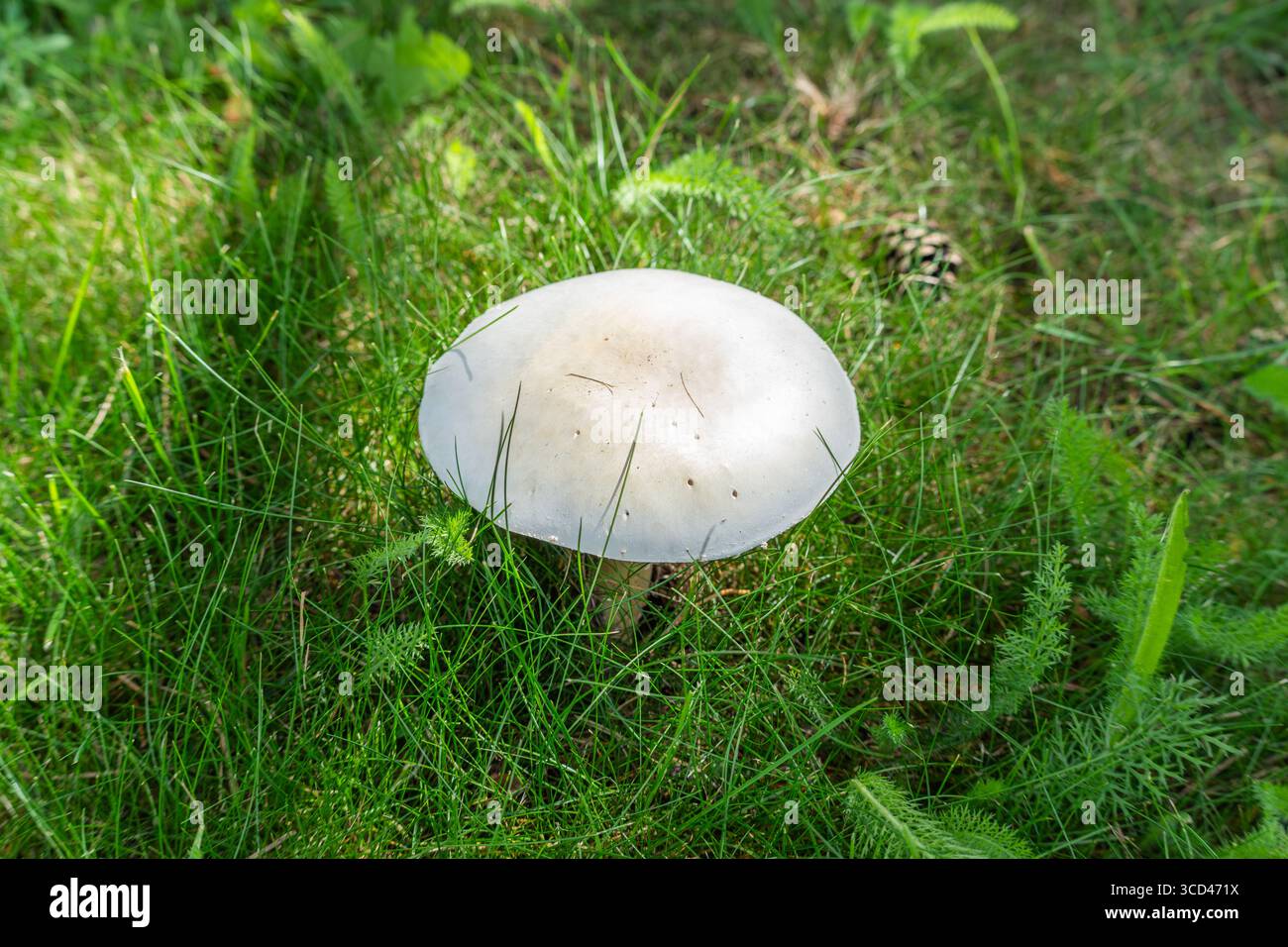 A white mushroom viewed from above shows a smooth, rounded cap with ...