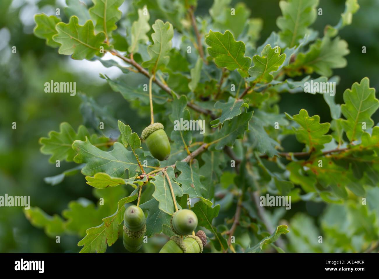 Oak tree with acorns Quercus robur. Green acorns grow on the branches ...