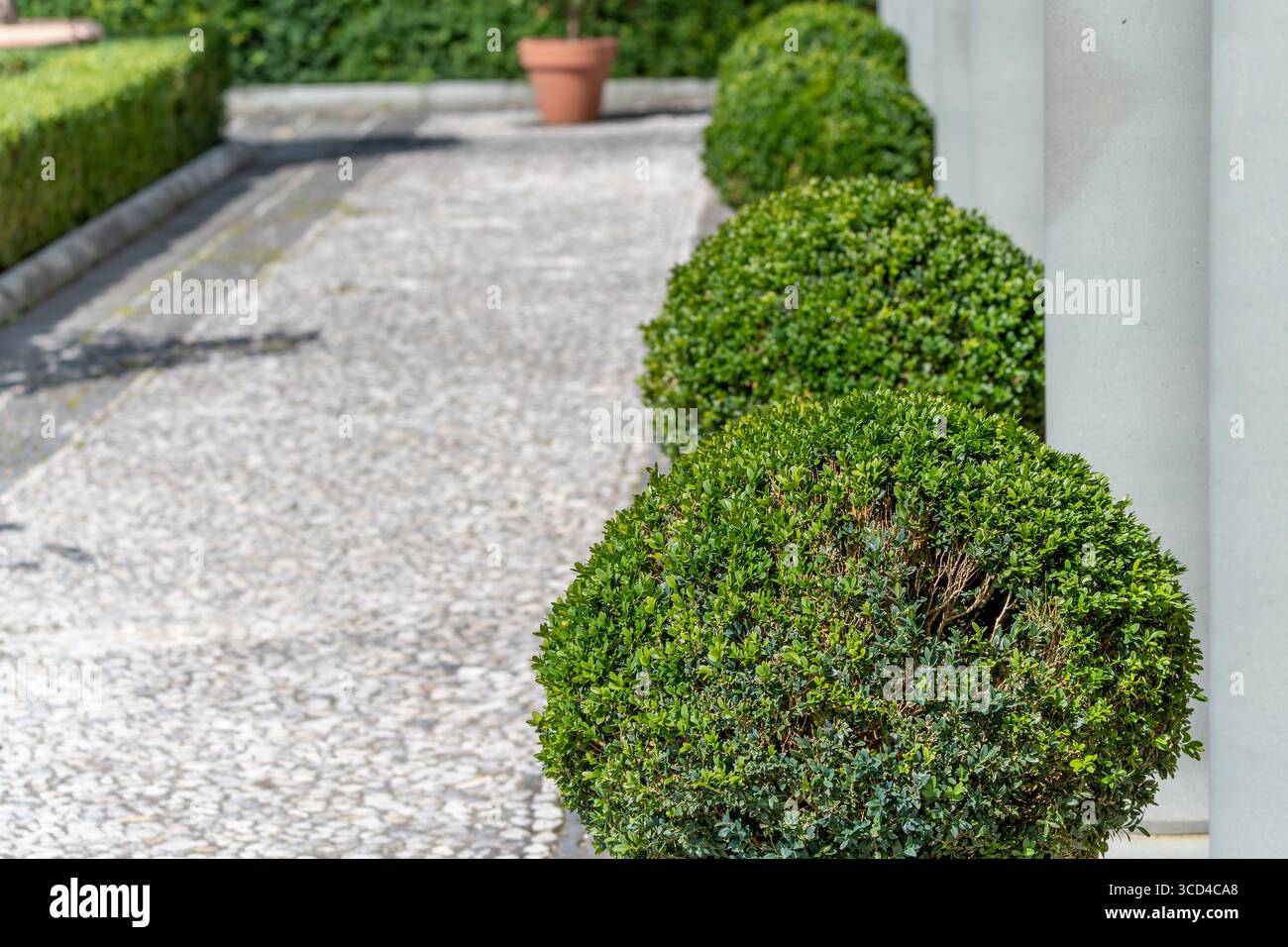 Row of Potted Boxwoods Buxus sempervirens. Multiple potted boxwood ...