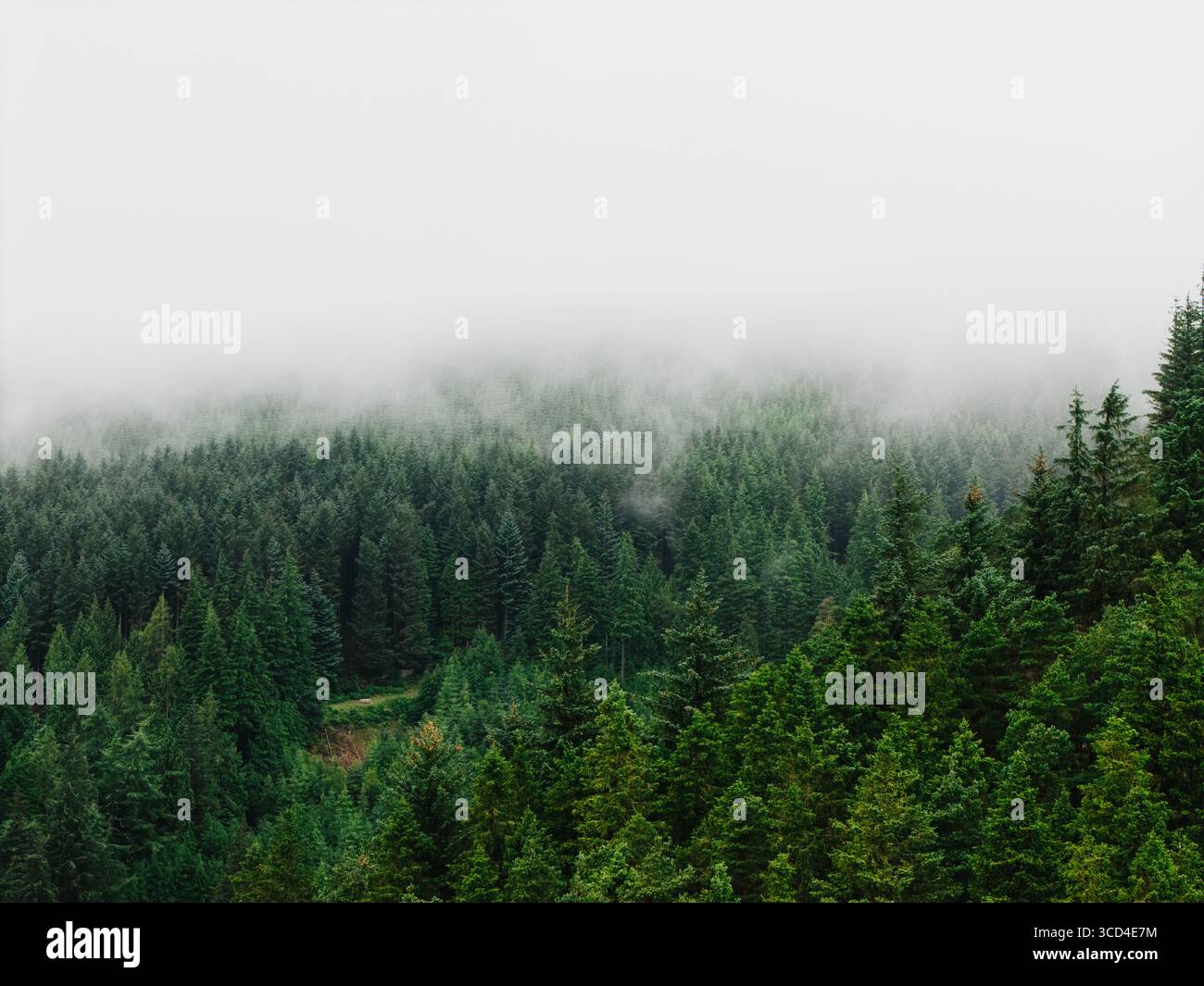 Misty landscape fir pine hi-res stock photography and images - Alamy