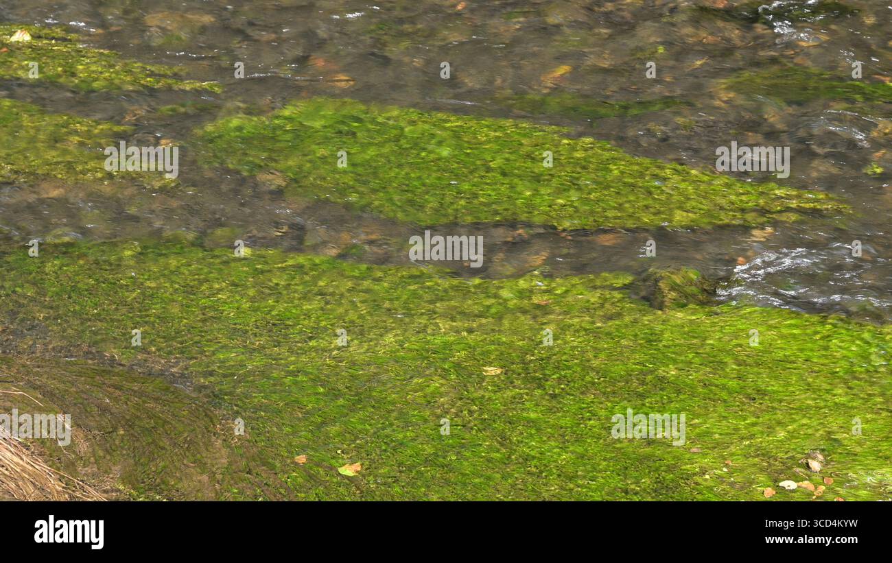 Common water-crowfoot (ranunculus aquatilis)growing on the stream bed ...