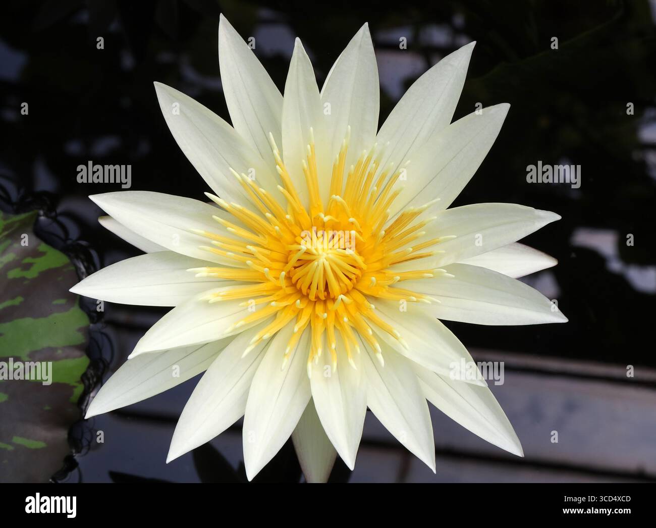 Dotleaf Waterlily, Nymphaea ampla, Nymphaeaceae. Tropical & Subtropical ...