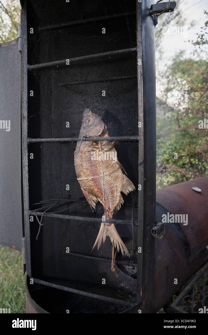 Whole fish tied with string and hanging vertically inside a smokehouse ...