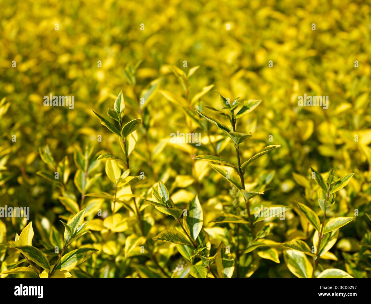 Golden leaves bask in hi-res stock photography and images - Alamy