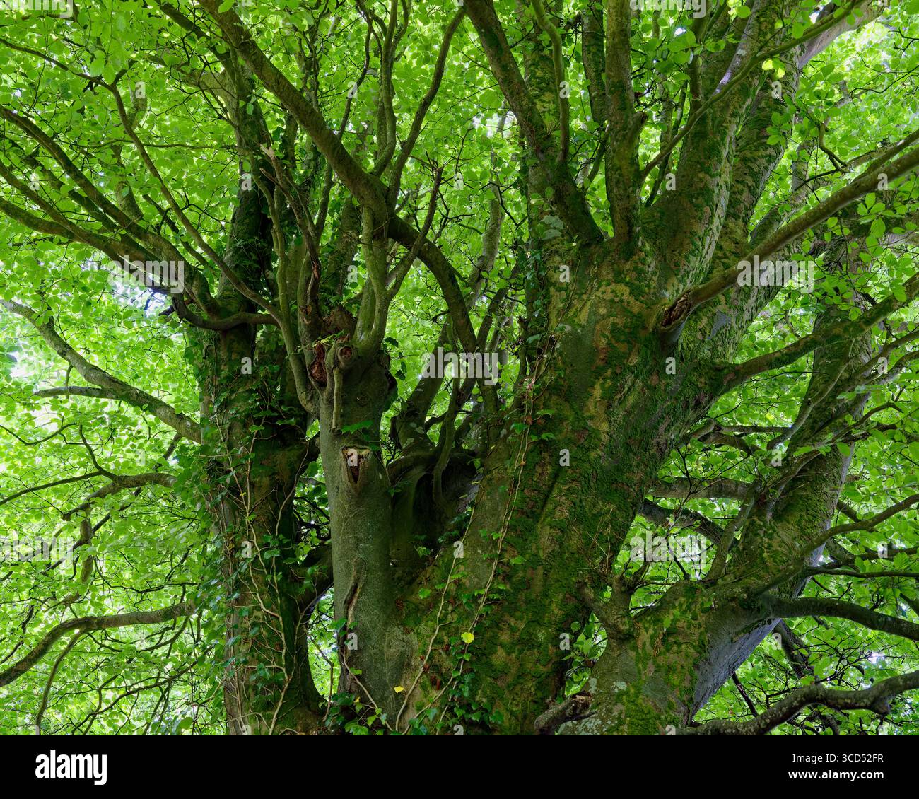 A large Beech tree fills the frame, its textured trunk and branches ...