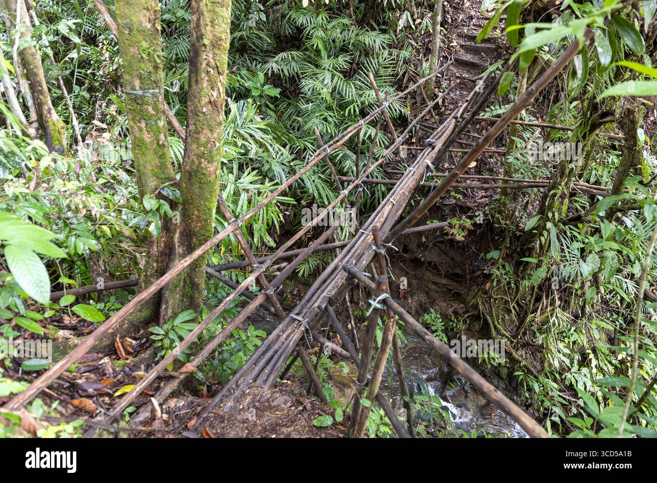 An unstable bamboo bridge leads through the dense forest, Malaysia ...