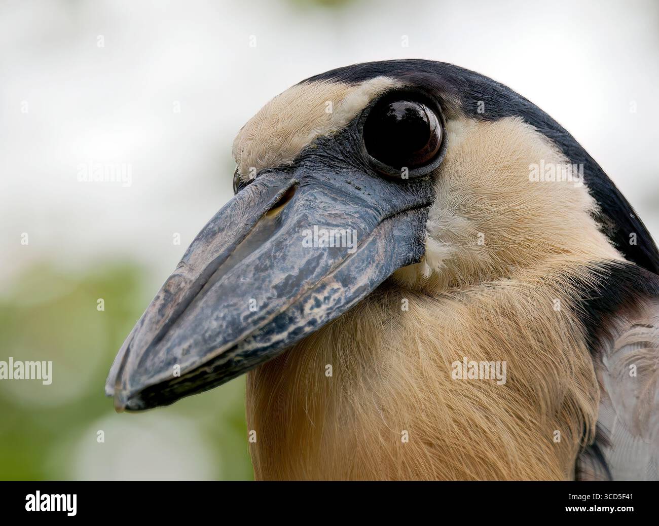 boat-billed heron, boatbill, Kahnschnabelreiher, Savacou huppé ...