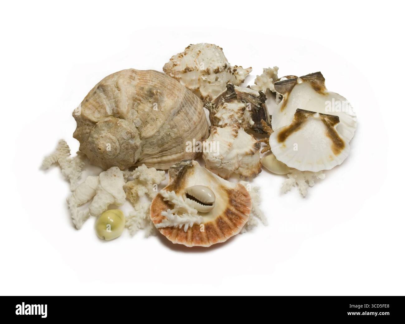 North atlantic ocean coral Cut Out Stock Images & Pictures - Alamy