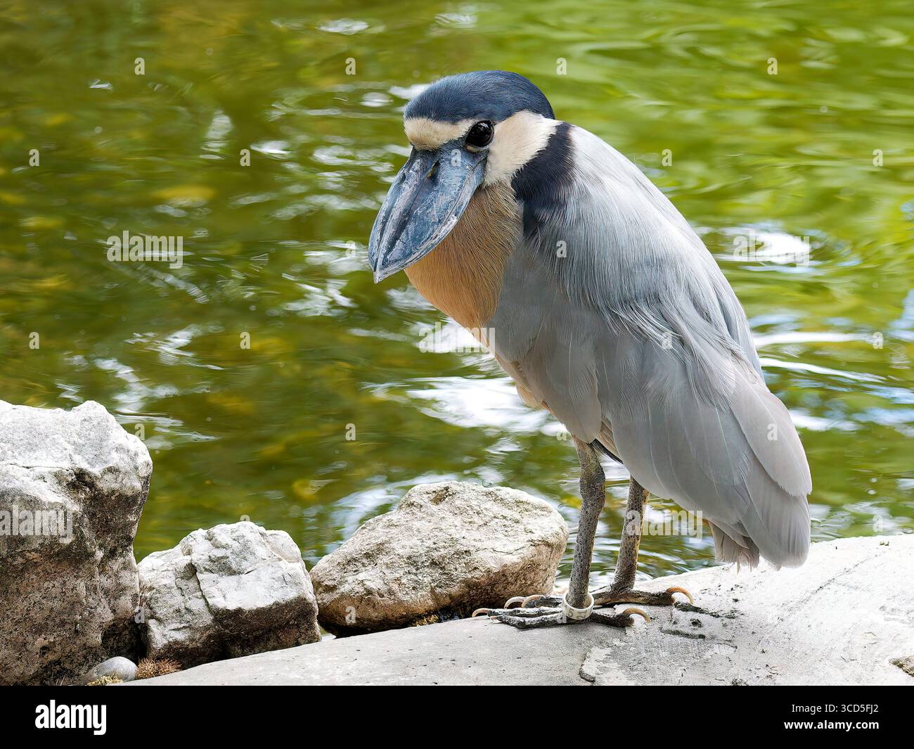 boat-billed heron, boatbill, Kahnschnabelreiher, Savacou huppé ...