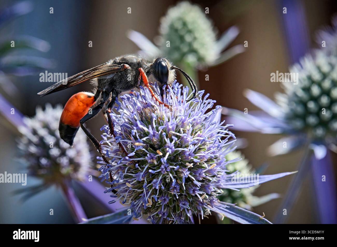 Heuschreckensandwespe Sphex funerarius . Heuschreckensandwespe Sphex ...