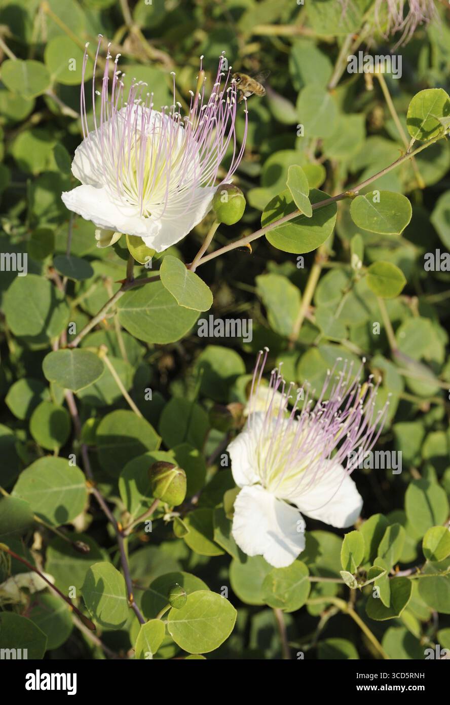 Capparis spinosa, best known for the edible flower buds (capers Stock ...