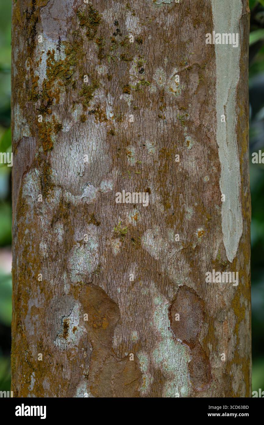 Bark of Para Guava (Psidium acutangulum Stock Photo - Alamy