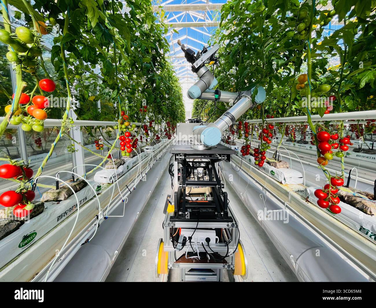 (250812) -- BEIJING, Aug. 12, 2025 (Xinhua) -- Robot GEAIR carries on ...