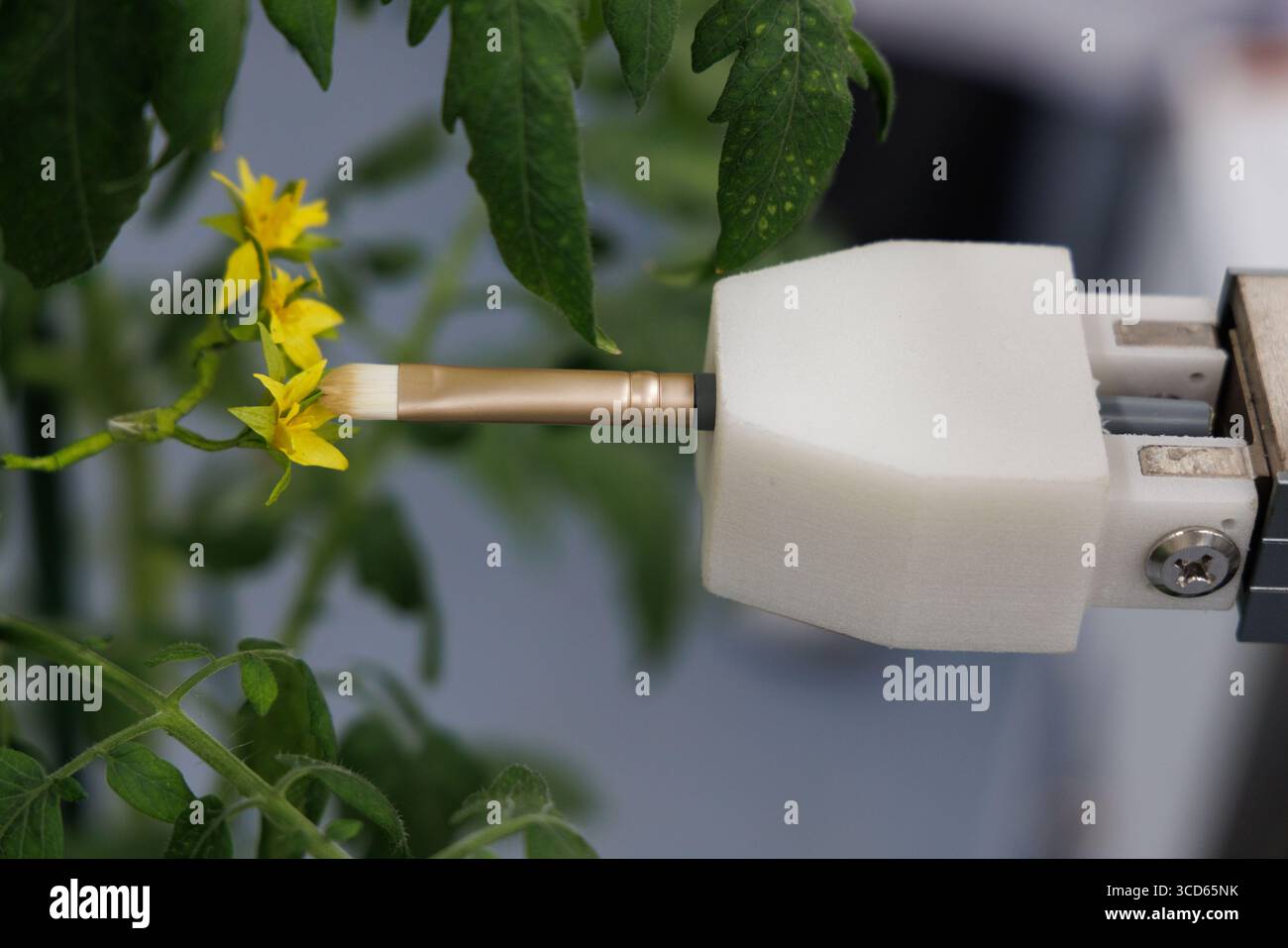 (250812) -- BEIJING, Aug. 12, 2025 (Xinhua) -- Robot GEAIR conducts a ...