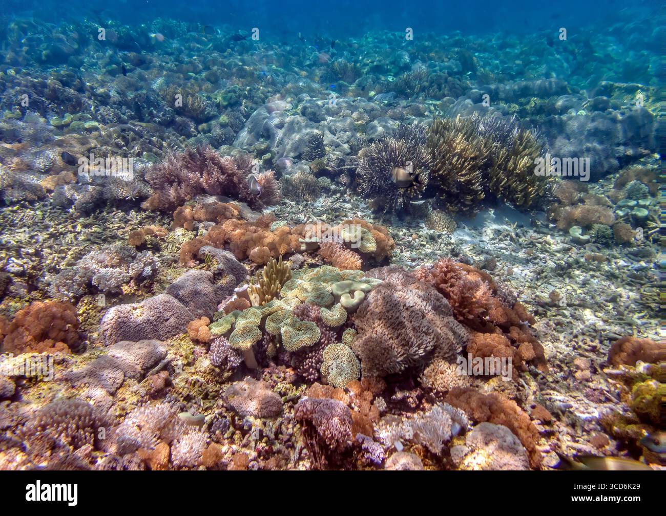Diverse growth of corals on the reef at Manggarai Barat (Pink Beach ...