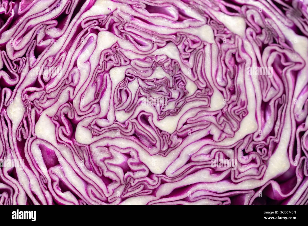 Crunchy fresh red cabbage hi-res stock photography and images - Alamy