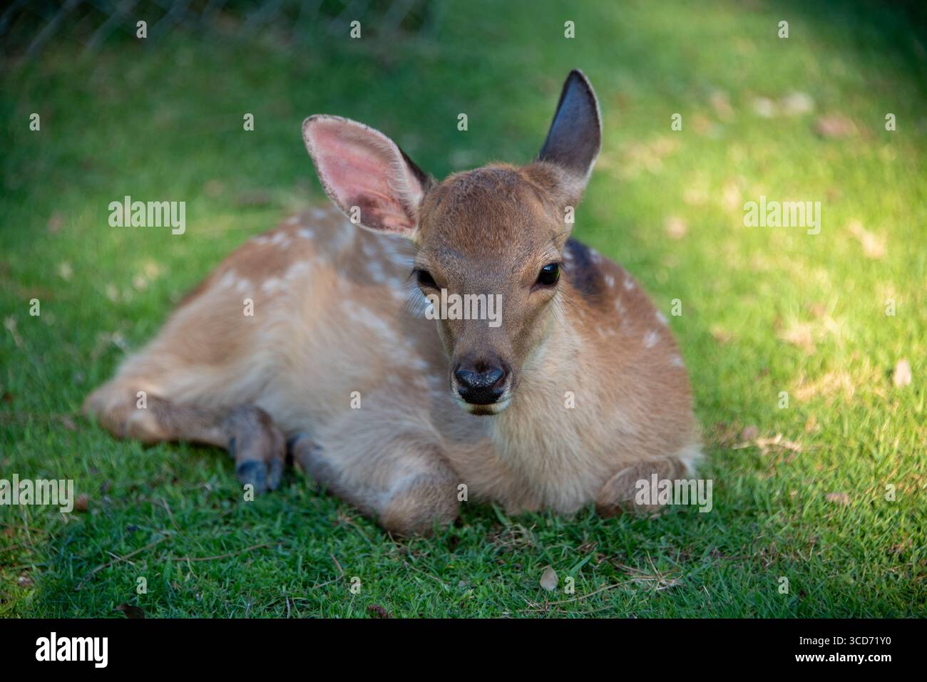 Baby Nara Deer Resting in Green Grass at Todaiji Temple, Nara, Japan ...