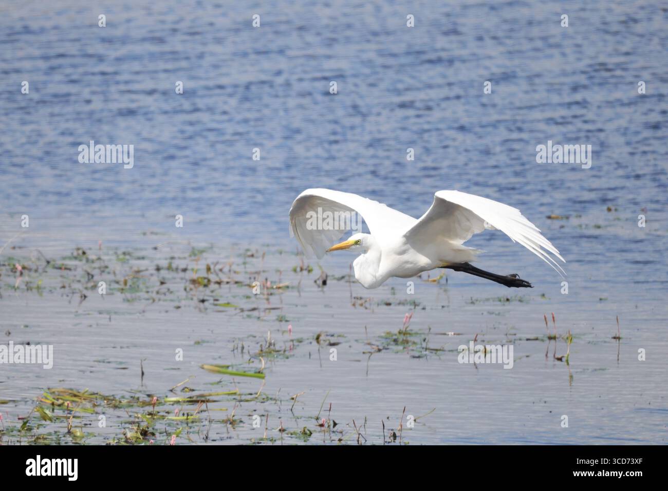 Great White Egret RSPB Ham Wall Stock Photo - Alamy