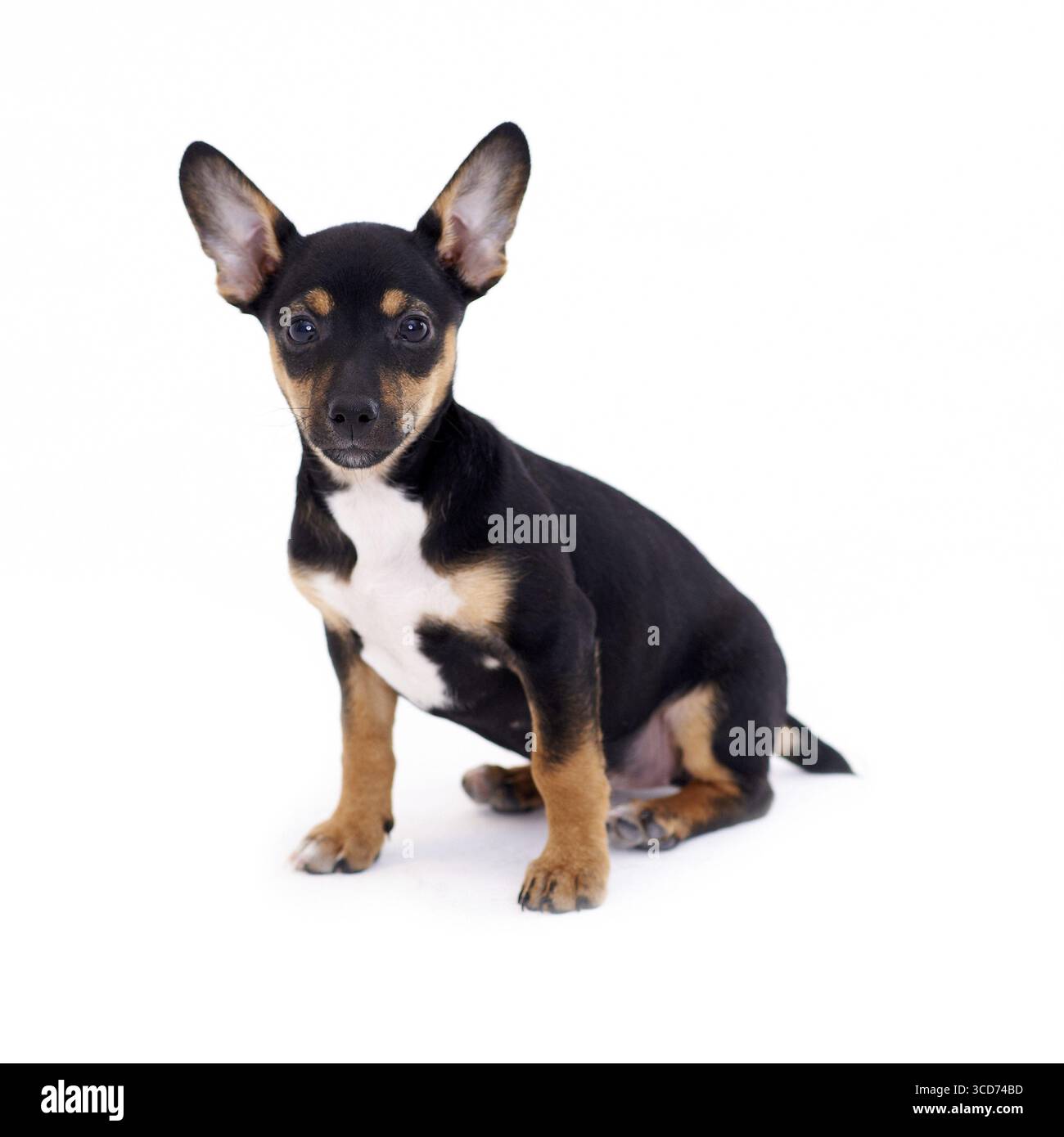 Photo portrait black and white Cut Out Stock Images & Pictures - Alamy