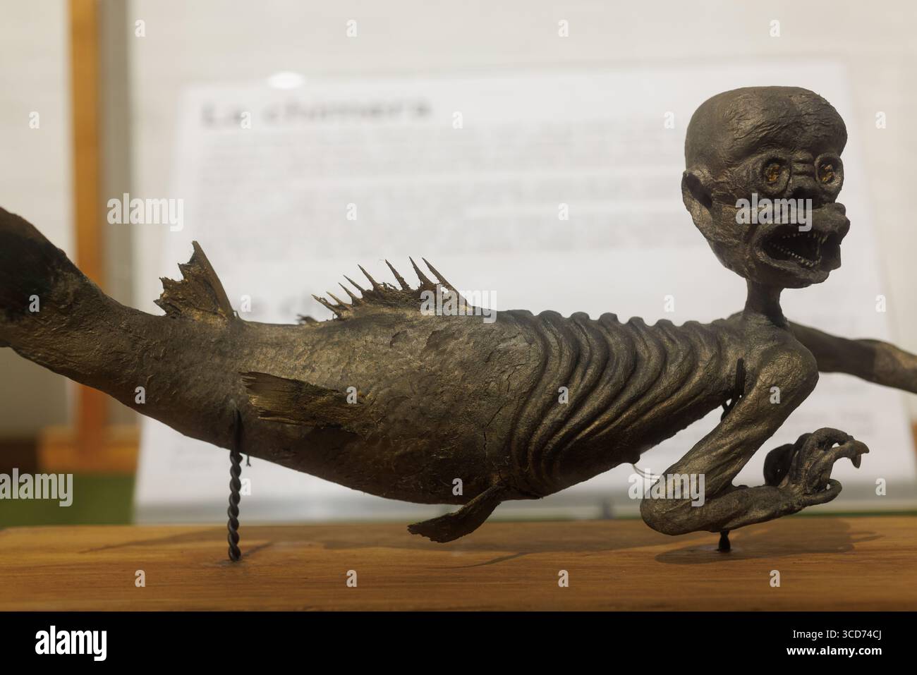 Chimera displayed in the Wunderkammer of the Civic Museum of Natural ...