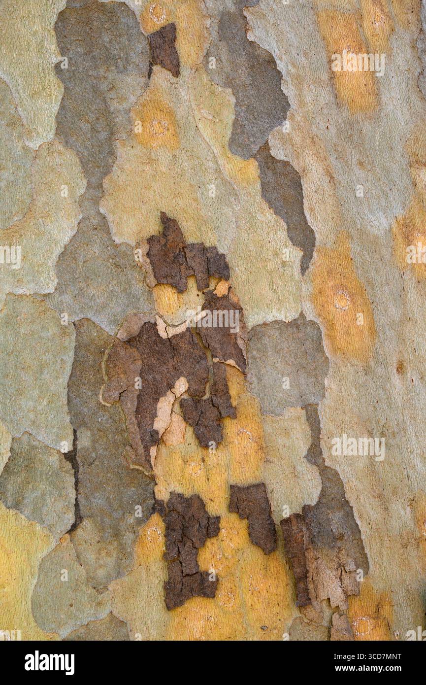 Arizona Sycamore tree bark Sedona, Arizona Sedona Arizona USA Copyright ...