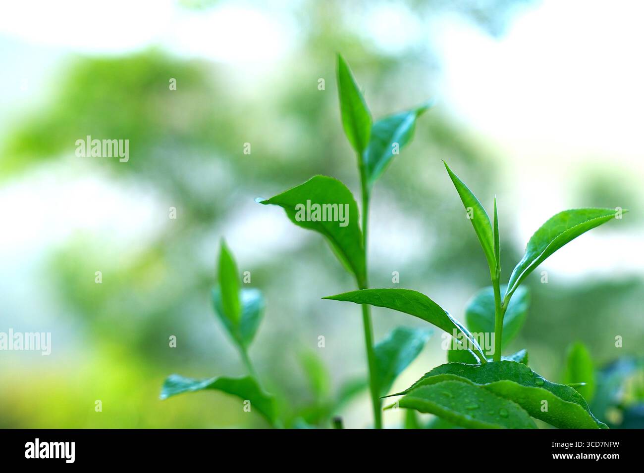 Tea camellia sinensis crop hi-res stock photography and images - Alamy