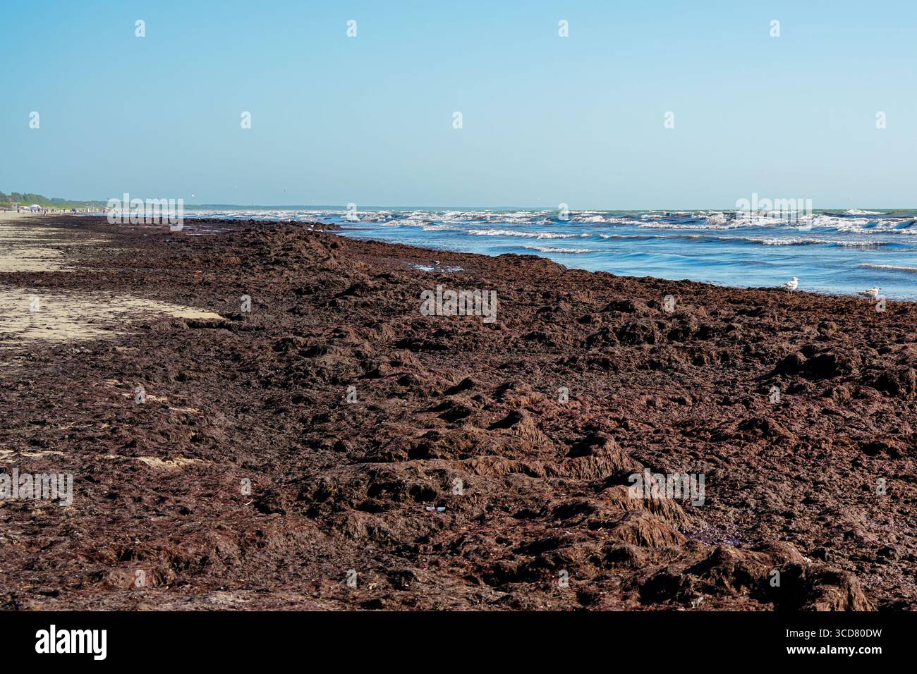 Large amounts of seaweed washed ashore on the Baltic Sea coast, forming ...