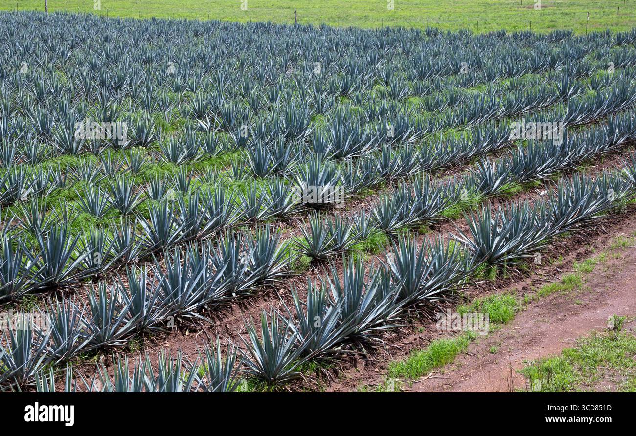 Mexican Blue Agave cultivation field in Jalisco, Mexico. "Agave ...